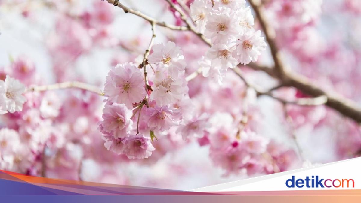 12 Jenis Bunga Sakura di Jepang, Semuanya Cantik Banget!