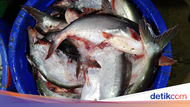 Catat! Ini Seafood yang Selalu Ada di Pasar Ikan Modern Muara Baru