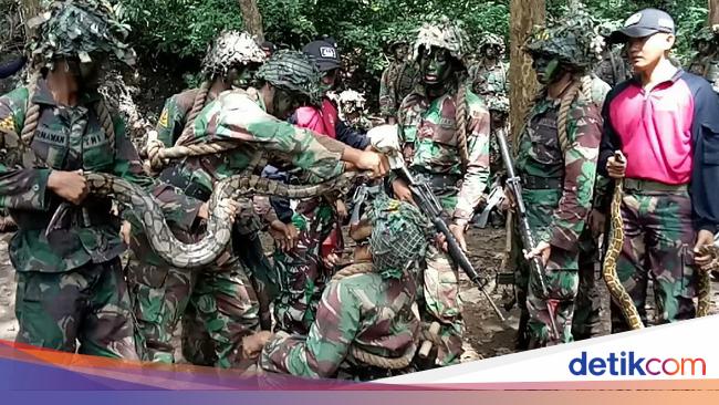 Menengok Pendidikan Komando TNI AL: Latihan Perang Hingga Makan Ular