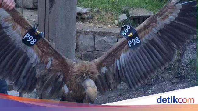 Di Dunia Hewan, Burung Inilah yang Memegang Rekor Penerbangan Tertinggi