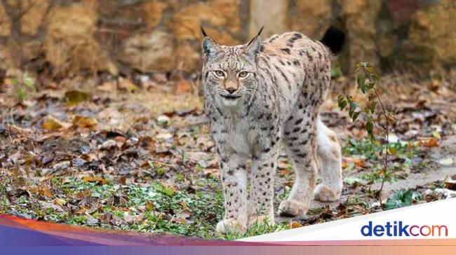 Potret Kucing Lynx Balkan yang Paling Langka dan Pelindungnya