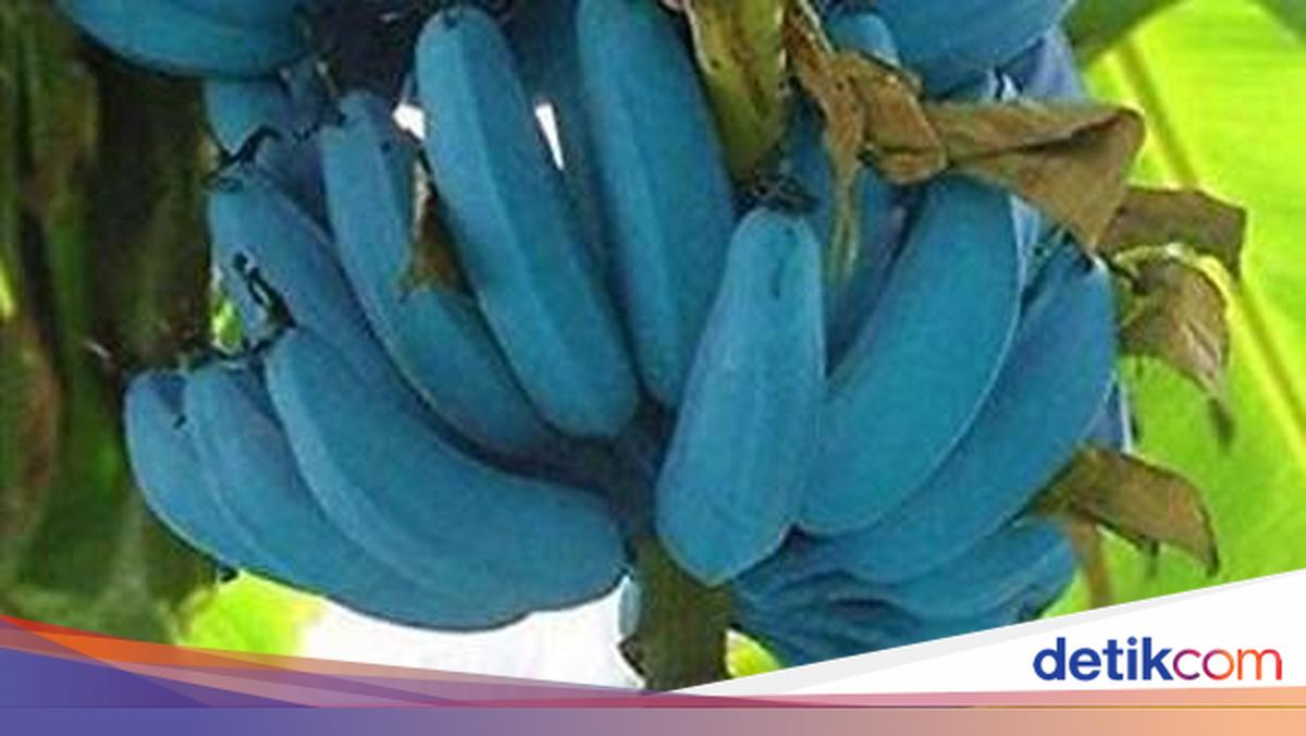 'Blue Java Banana', Pisang Unik Berkulit Biru yang Punya Rasa Seperti ...