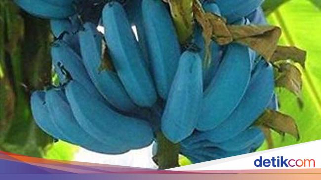 'Blue Java Banana', Pisang Unik Berkulit Biru yang Punya Rasa Seperti ...
