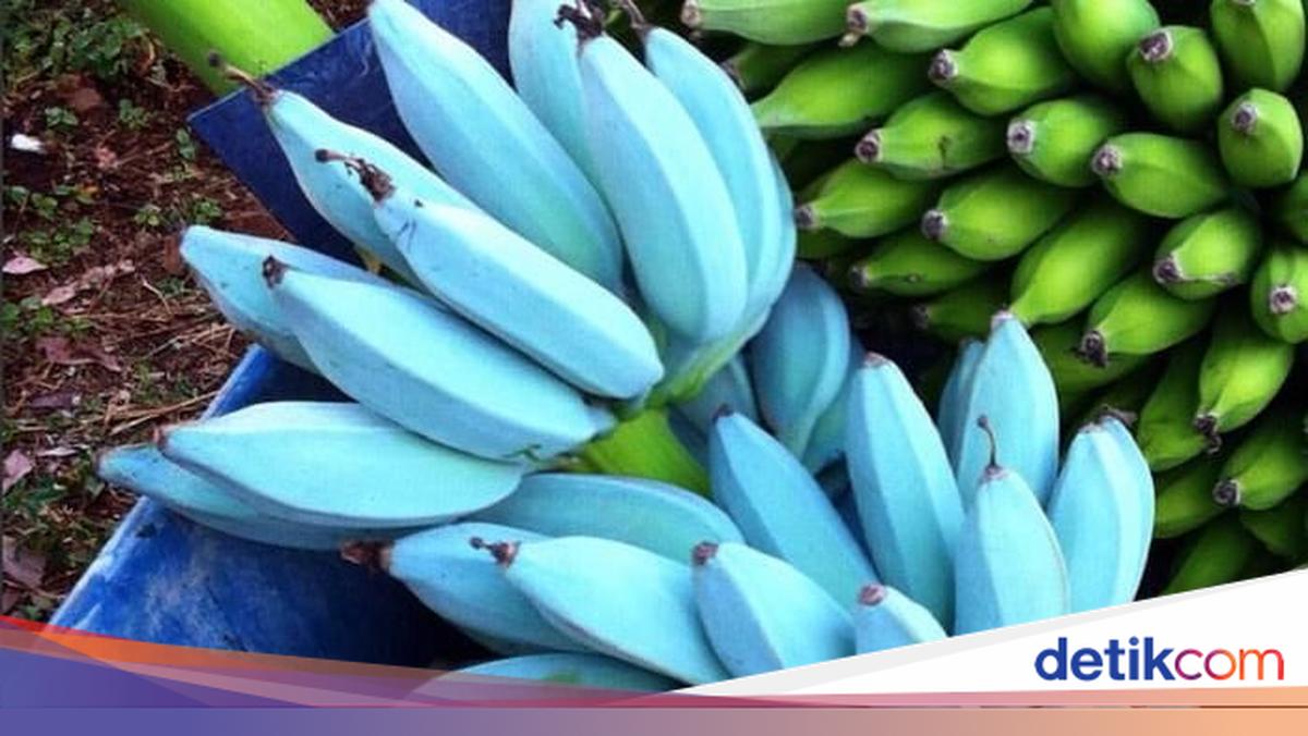 5 Fakta Unik Pisang Biru, Buah Ajaib yang Cantik dan Rasanya Mirip Es Krim