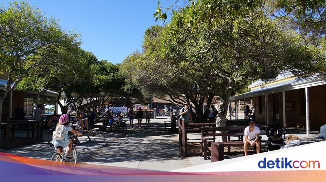 Pulau Rottnest, Bali-nya Australia Barat dengan Satwa Paling Bahagia di ...