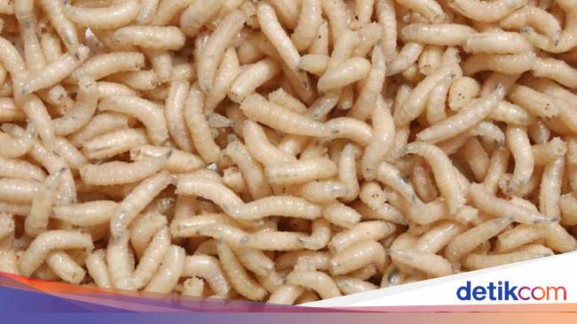 Viral Video Belatung di Vagina Bikin Syok dan Takut, Ini Tips Mengatasinya