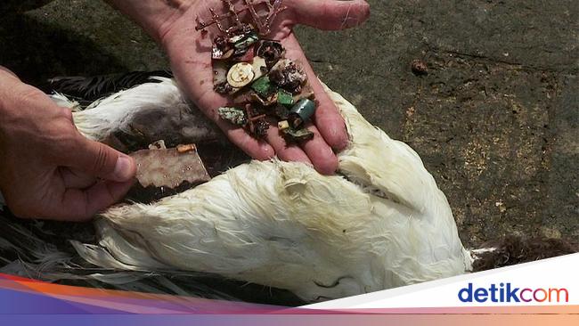 Viral! Burung Ini Mati Karena Makan Sampah