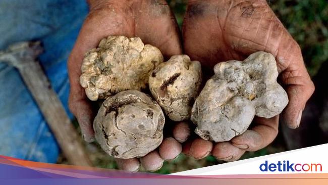Terfas, Jamur Truffle Putih yang Tumbuh di Gurun Libya