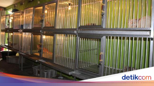 Bingung Mikir Nasib si Kucing Saat Mudik, Titipin Saja ke Cat House