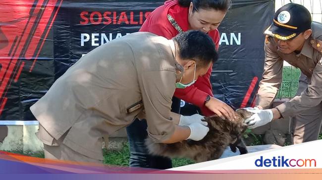 KLB Rabies di Sumbawa: 149 Orang Digigit Anjing, 19 di Antaranya Kena ...