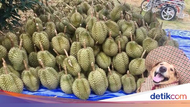 Kenalan Sama Jubjib, Pemanen Durian Paling Cute Sedunia