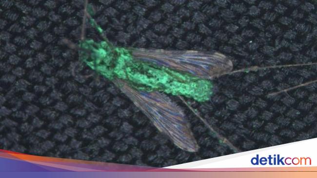 Jamur Penghasil Racun Laba-laba Efektif Bunuh Nyamuk Malaria