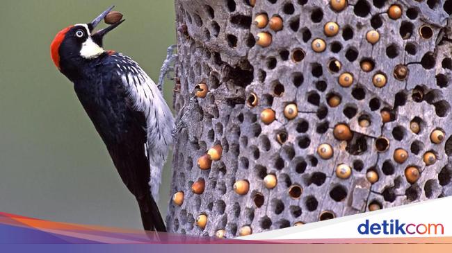 Foto Burung Pelatuk Ini Bikin Banyak Netizen Bergidik