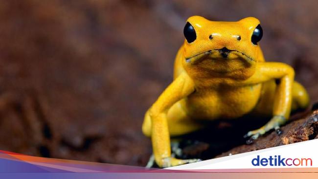 9 Hewan Paling Berbahaya di Dunia