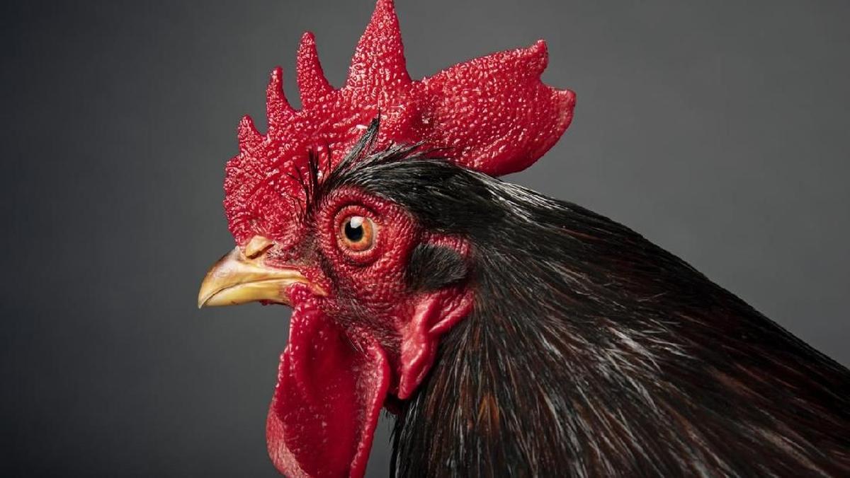 Penasaran Sunat Model Jengger Ayam dan Bentuk Bunga? Ternyata Ini Maksudnya