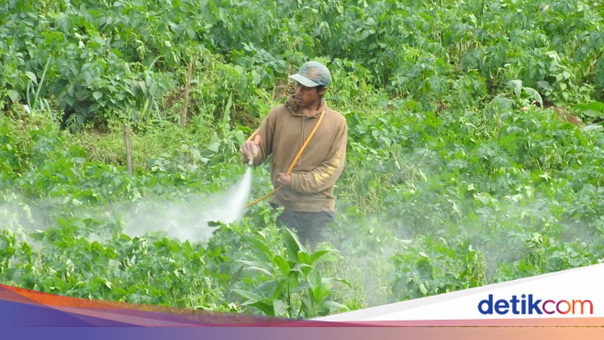 Embun Es di Dieng Mulai Mengancam Tanaman Kentang Milik Warga