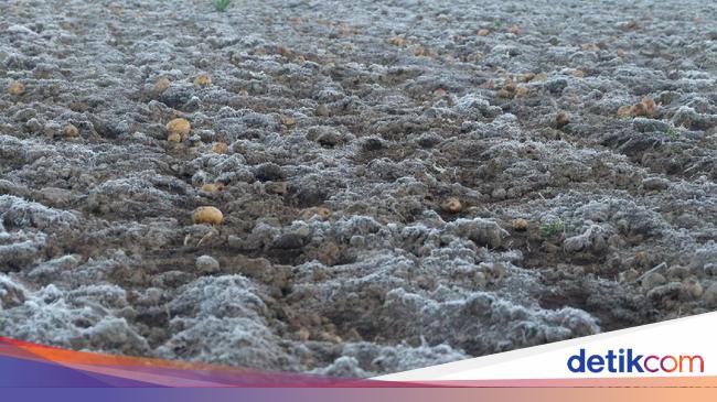 Dampak Embun Es Semakin Meluas ke Lahan Pertanian Kentang di Dieng