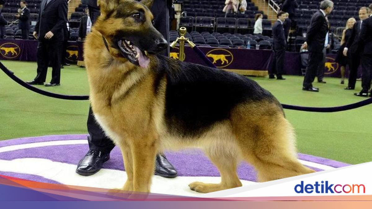 Anjing German Shepherd: Asal-usul, Ciri, Karakter, Perawatan