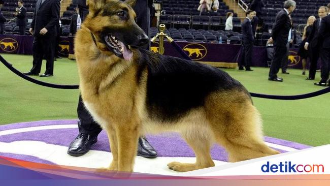 Anjing German Shepherd: Asal-usul, Ciri, Karakter, Perawatan