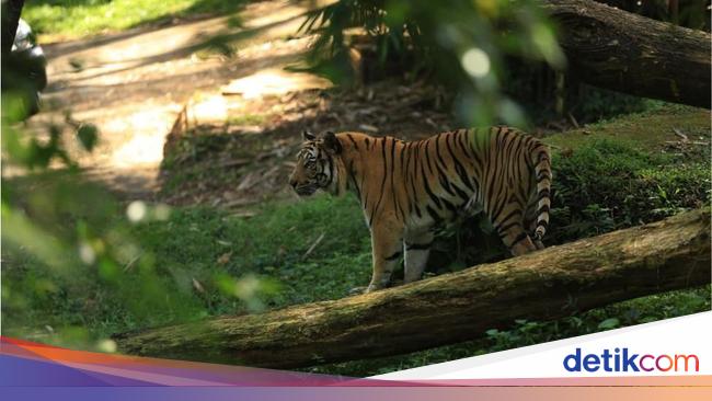 Miris! Ada Banyak Satwa Endemik Indonesia yang Terancam Punah Miris! Ada Banyak Satwa Endemik Indonesia yang Terancam Punah