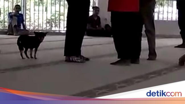 Heboh Perempuan Bawa Anjing Masuk Masjid yang Ternyata Skizofrenia Heboh Perempuan Bawa Anjing Masuk Masjid yang Ternyata Skizofrenia
