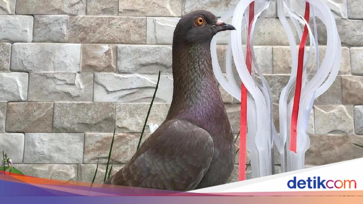 Jayabaya, Merpati 'Kolong Meja' Rp 1 M yang Dibeli Robby