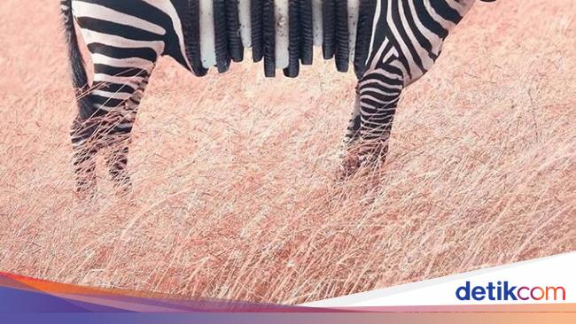 Viral! Editan Foto Ini Menggabungkan Tubuh Hewan dan Makanan dalam Satu ...