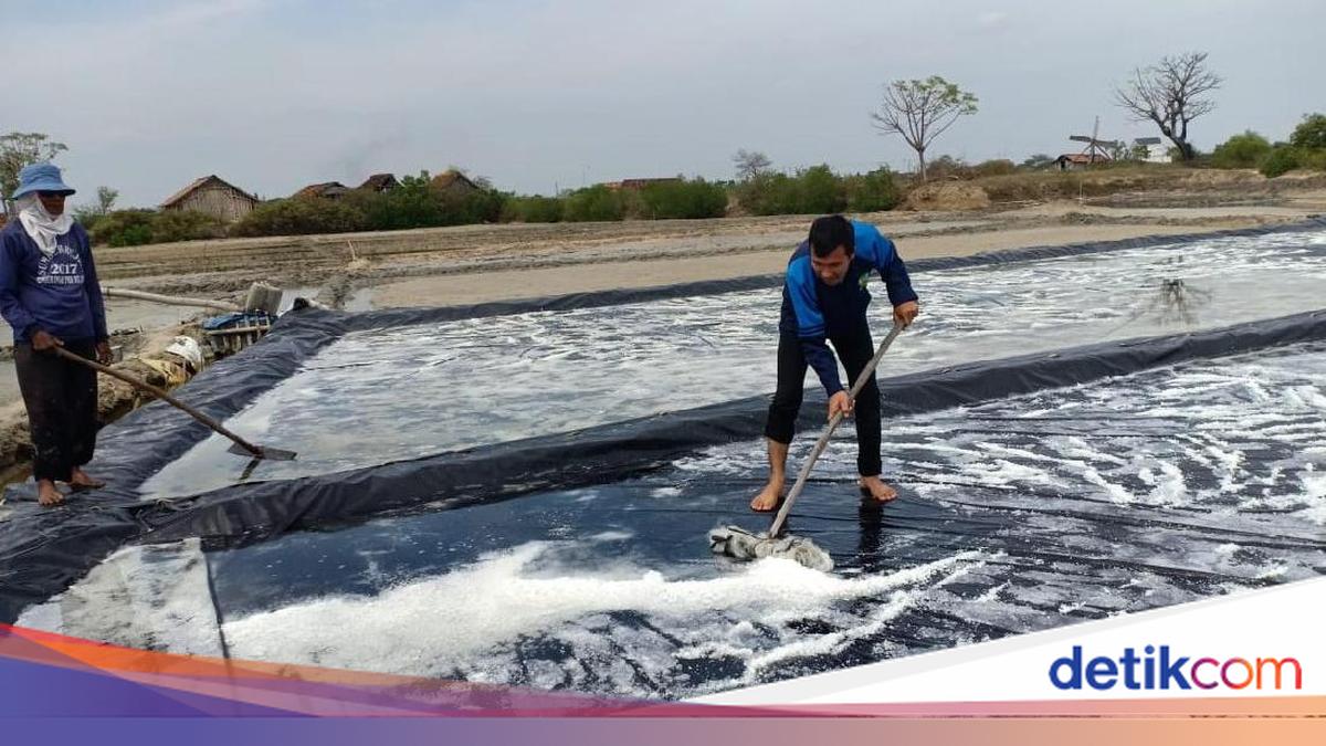 Petani Diminta Tak Asal-asalan Produksi Garam