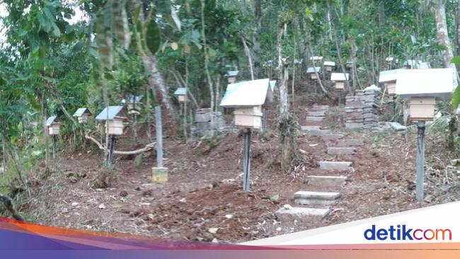 Foto: Dapat Cuan dari Lebah Hama di Magelang