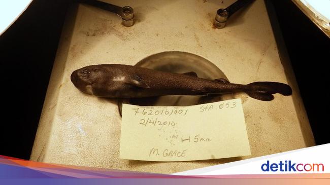 Penampakan Hiu Mini Spesies Baru yang Bisa Menyala dalam Gelap