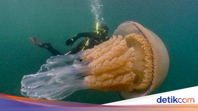 Ketika Penyelam di Inggris Dikejutkan Ubur-ubur Raksasa