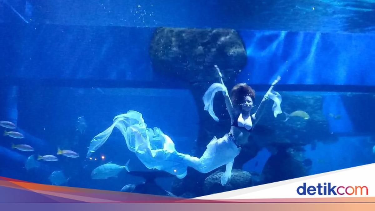 Ingin Bisa Berenang Seperti Mermaid? Segini Biaya Kursusnya