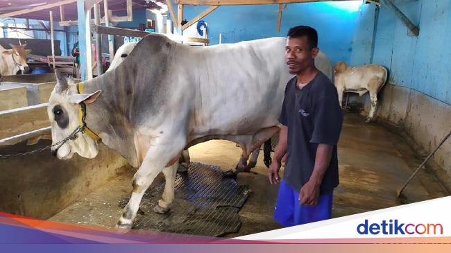 Sapi Milik Warga Palu Ini 3 Kali Berturut-turut Dibeli Jokowi untuk Kurban