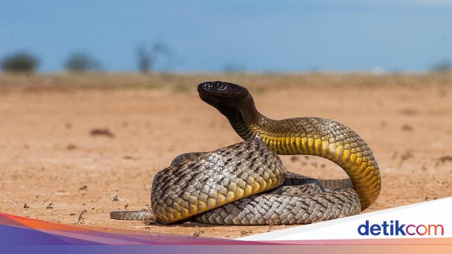 Death Adder dan 9 Ular Paling Beracun di Dunia - detikTravel - Rss Online