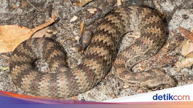 Mengenal Death Adder Papua, Si Ular Bodoh yang Sangat Mematikan