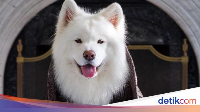 Ini Coconut, Anjing Selebgram yang Gajinya Lebih Besar dari Rp 8 Juta