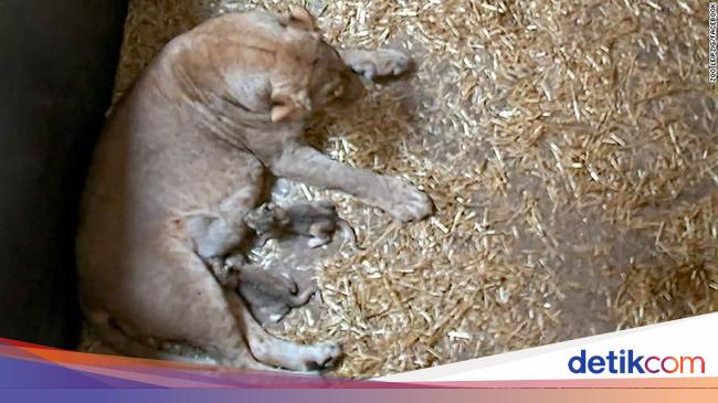 Hiks! Induk Singa Ini Makan Dua Bayinya