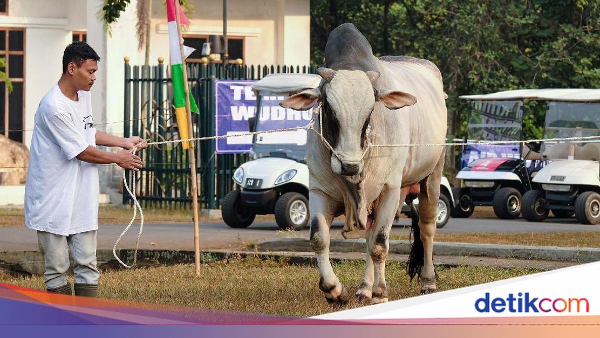 Hukum Berkurban bagi Orang Islam Menurut 4 Mazhab