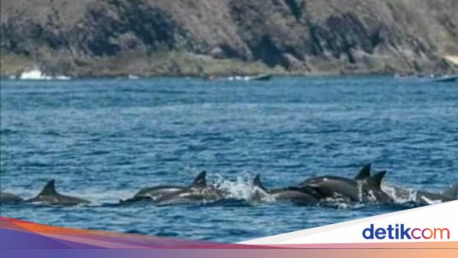 Bermain Bersama Lumba-lumba di Pantai Wane, Bima