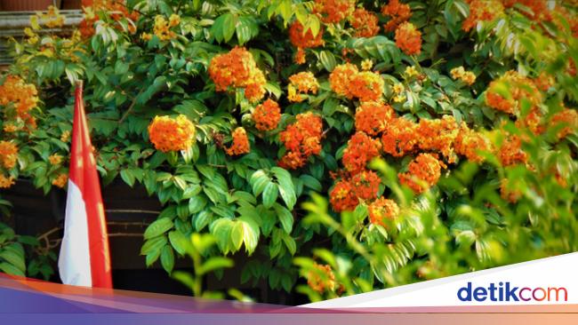 Merah Putih semerbak harum bunga