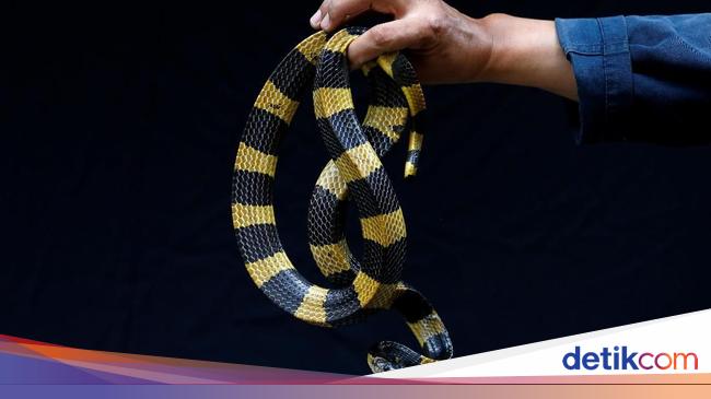 Satpam Tewas Digigit Ular, Ini Pertolongan Pertama Gigitan Ular Berbisa
