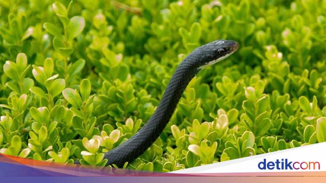 Mitos vs Fakta: Apakah Tanaman Bisa Usir Ular?