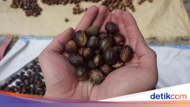 Pulau Kecil di Ujung Sulawesi Hasilkan Pala Kualitas No 1 Dunia