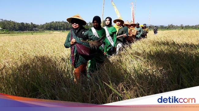 Mengenal Tradisi Wiwitan di Klaten hingga Temanggung, Tujuan dan Tahapannya