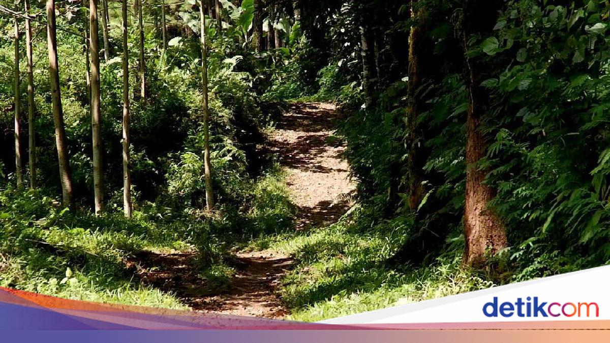 Kronologi Lengkap KKN Desa Penari di Banyuwangi yang Berujung Tragedi