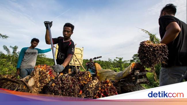 Akhir Januari, RI-Uni Eropa 'Duel' soal Sawit di WTO