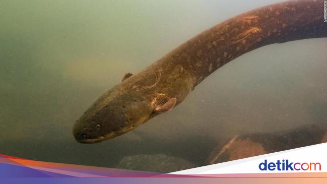 5 Hewan Penghasil Listrik yang Bisa Ditemukan di Air, Ada Jenis Ikan Pari