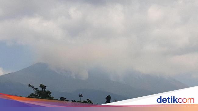 Tinggal Belasan, Satwa Endemik Rek-rekan Terancam Kebakaran di Merbabu