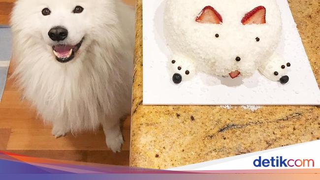 Kenalan Sama Samson, Anjing Super Lucu yang Suka Jajan