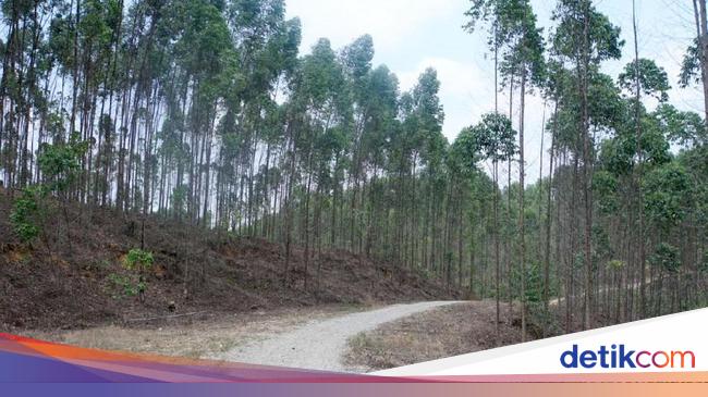 Ini Hutan Industri yang Bakal Jadi Lokasi Ibu Kota RI